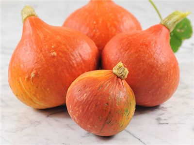 SQUASHAMANIA- And Another Appearance on NBC! – Feast in the MIddle East